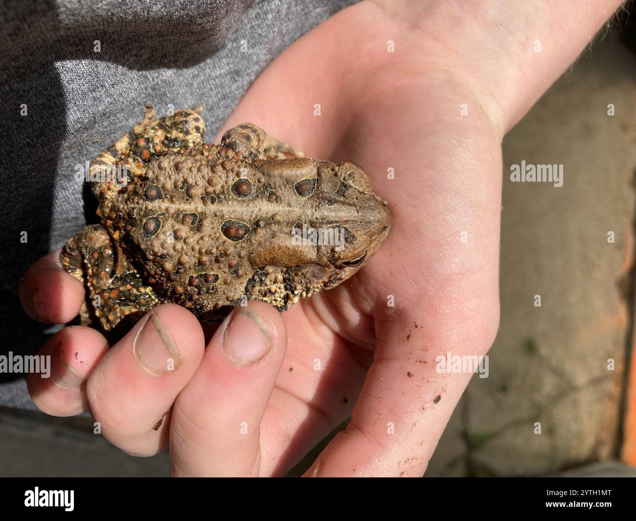 American Toad (Anaxyrus americanus Stock Photo - Alamy