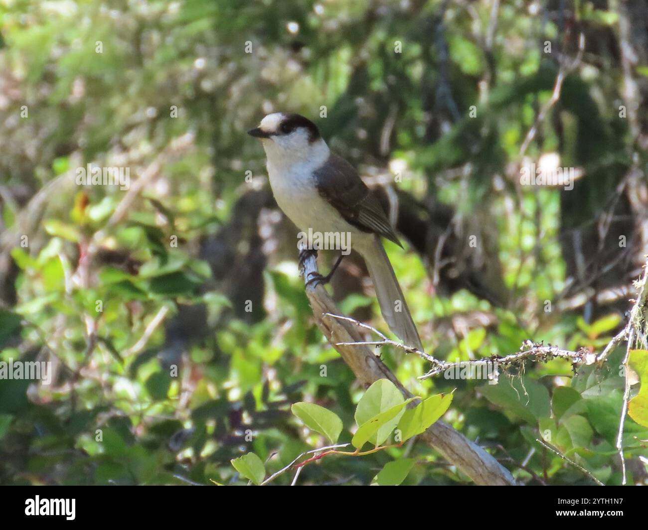 Canada Jay (Perisoreus canadensis Stock Photo - Alamy