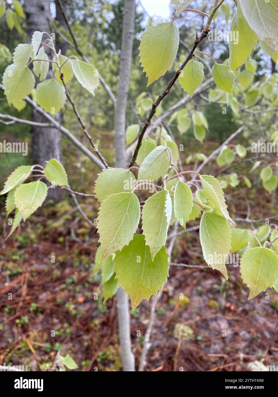 bigtooth aspen (Populus grandidentata Stock Photo - Alamy