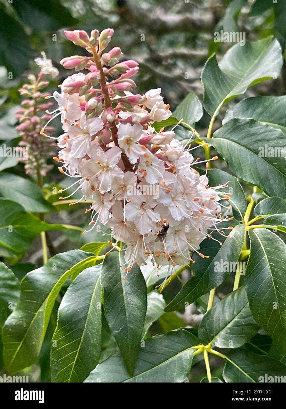California buckeye (Aesculus californica Stock Photo - Alamy