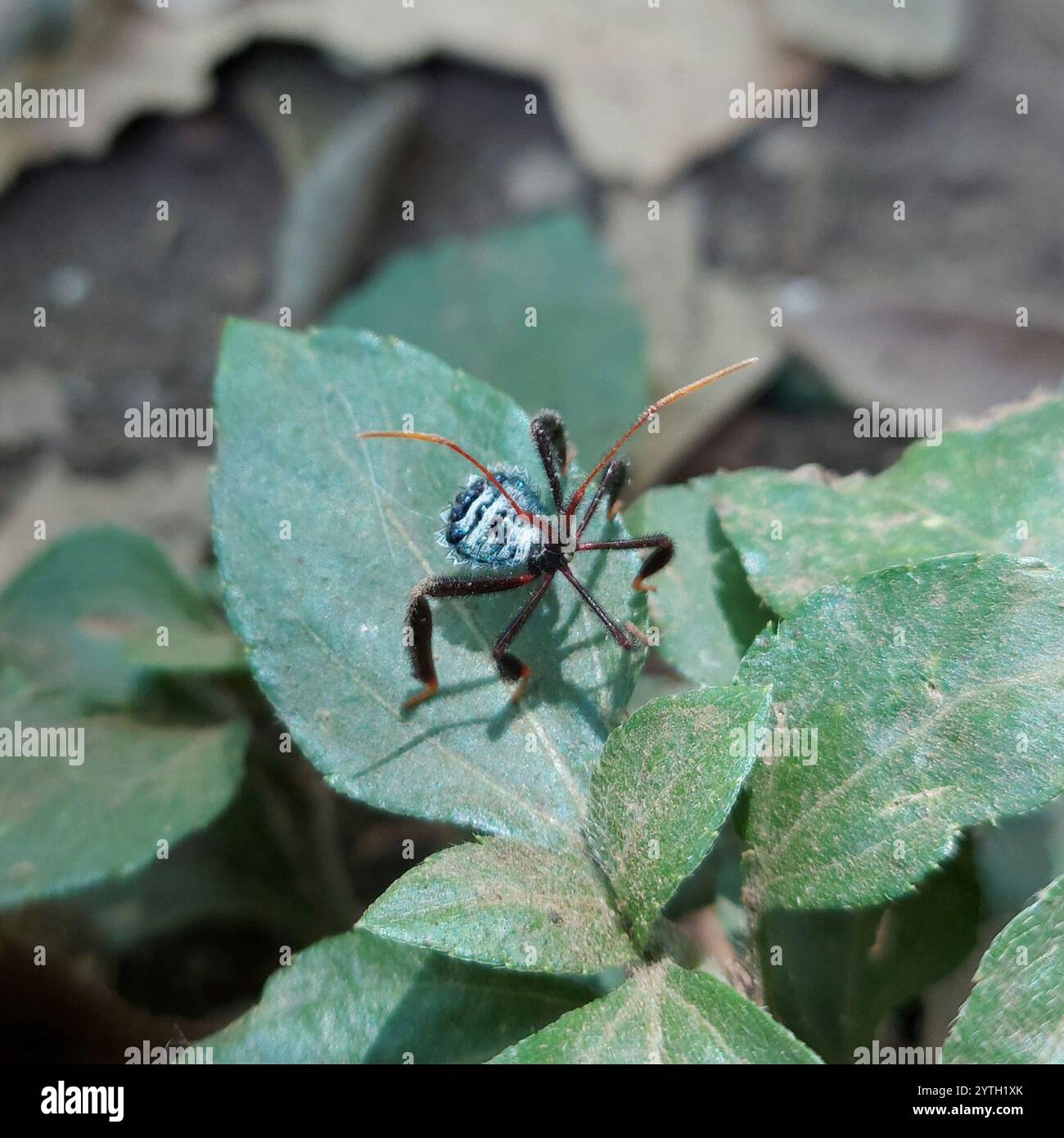 Spine-headed Bugs (Acanthocephala Stock Photo - Alamy