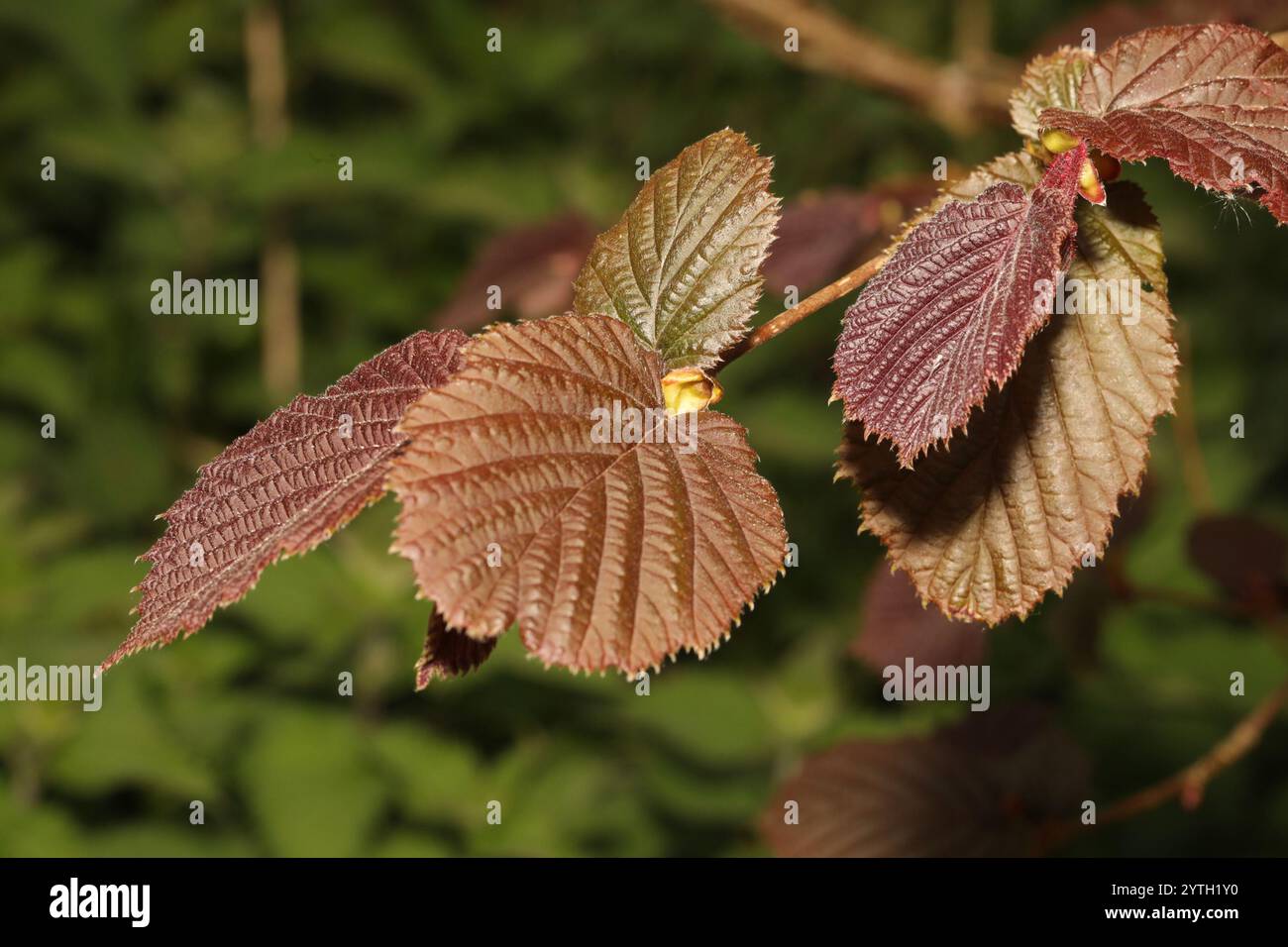 common hazel (Corylus avellana Stock Photo - Alamy