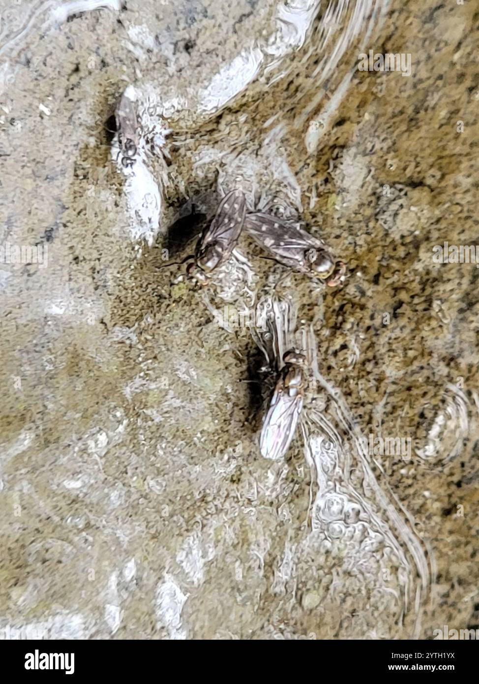 Scatella hi-res stock photography and images - Alamy