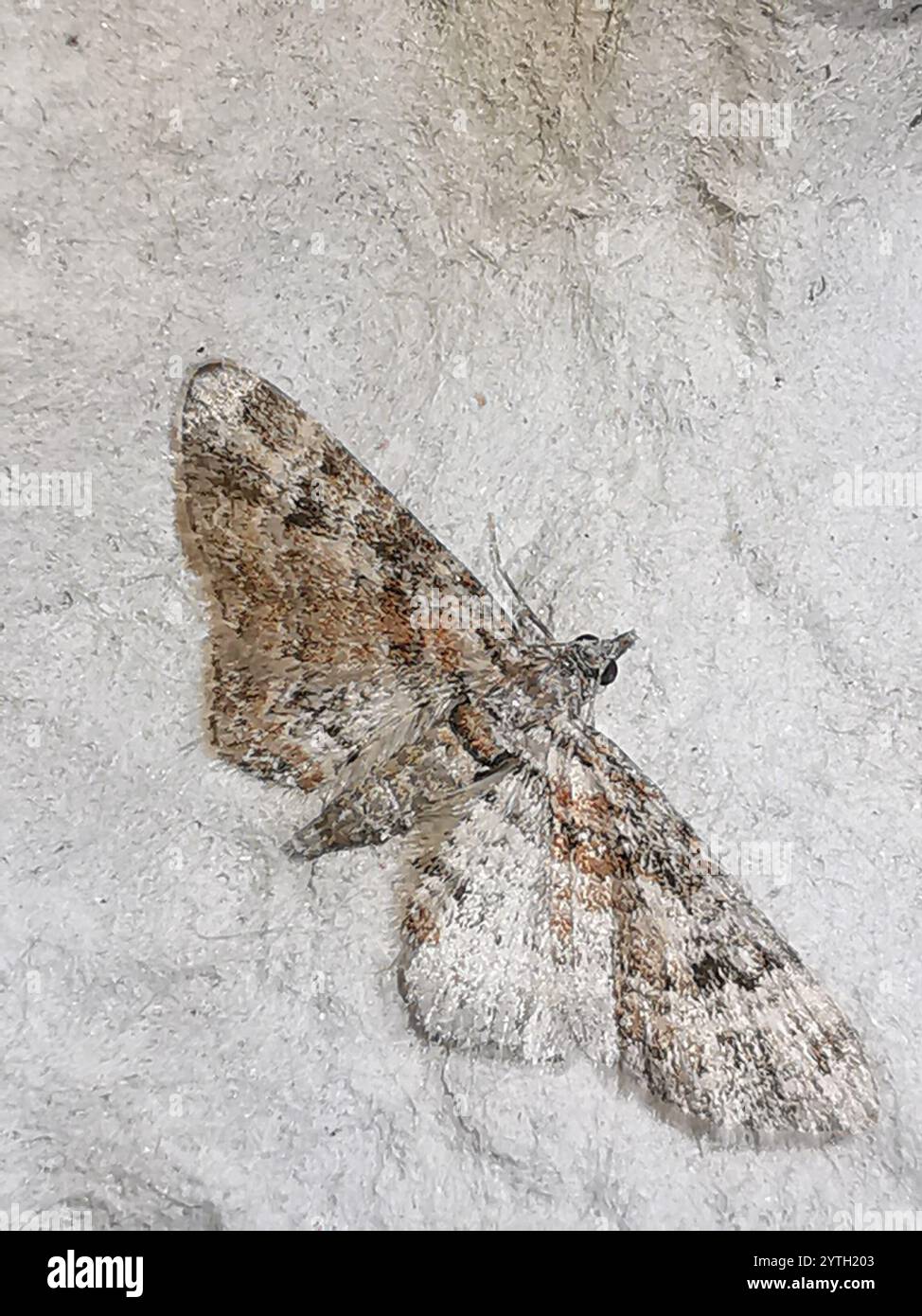 Gymnoscelis rufifasciata hi-res stock photography and images - Alamy