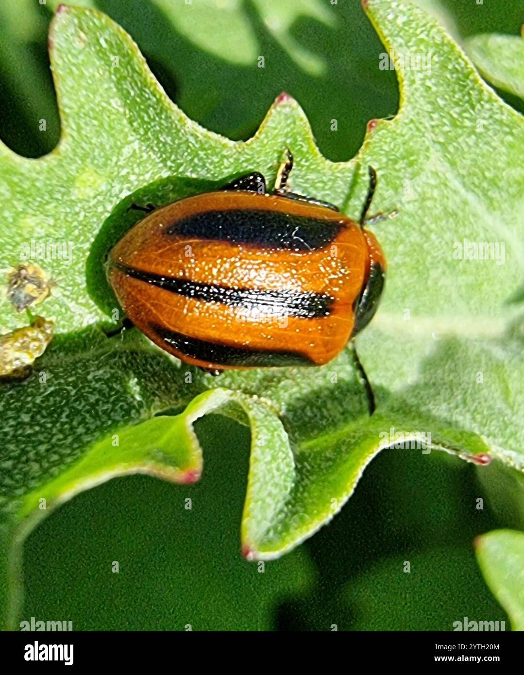 Entomoscelis hi-res stock photography and images - Alamy