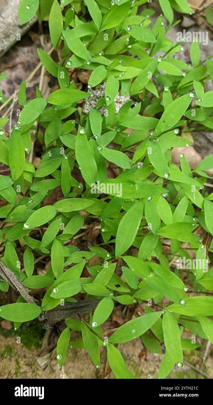 Japanese stiltgrass (Microstegium vimineum Stock Photo - Alamy