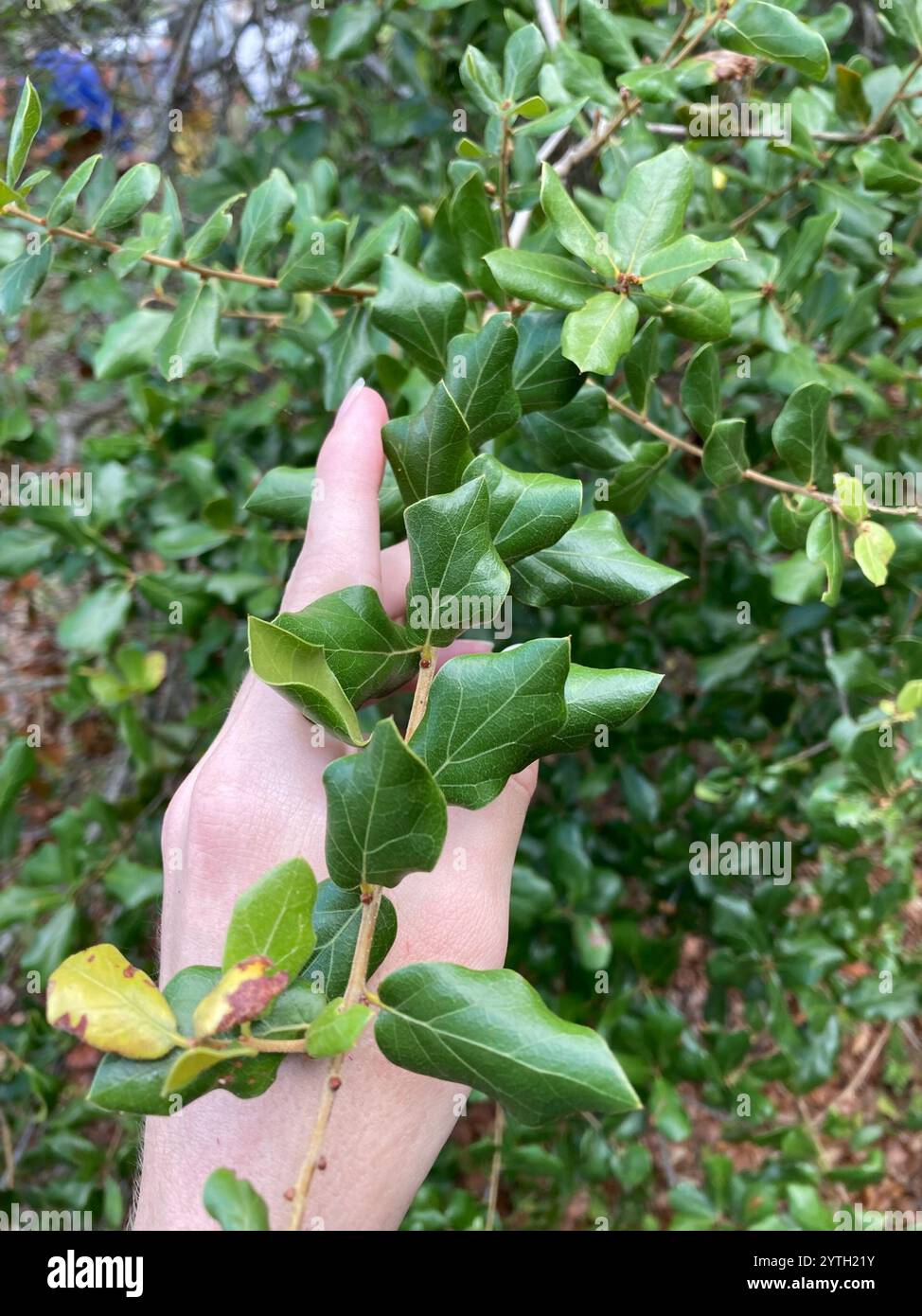 Myrtle Oak (Quercus myrtifolia Stock Photo - Alamy