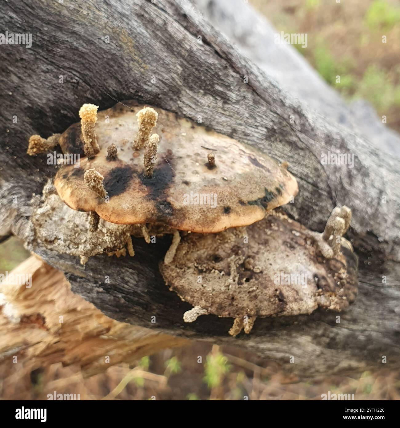 shelf fungi (Polyporales Stock Photo - Alamy