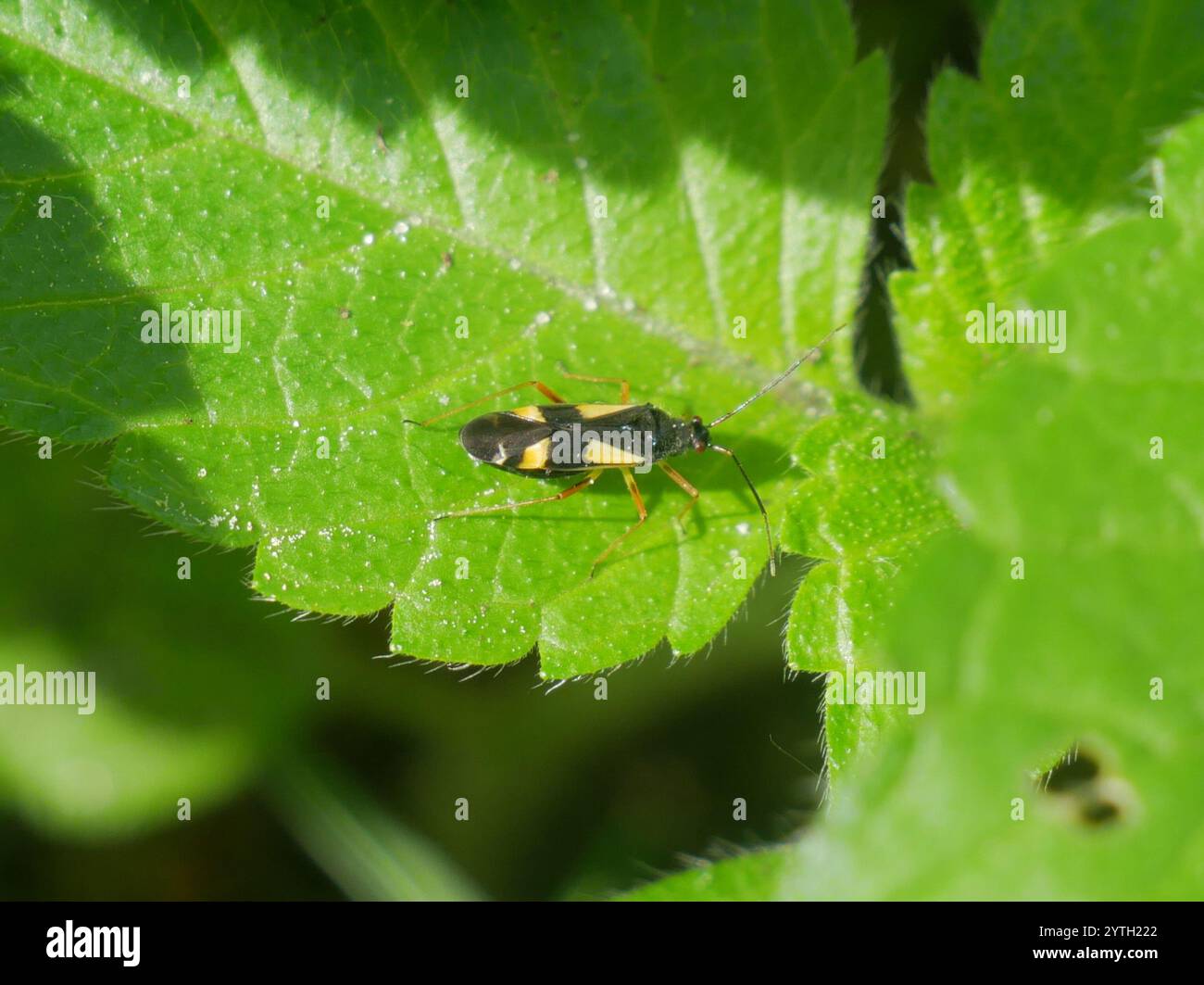 four-spotted plant bug (Dryophilocoris flavoquadrimaculatus Stock Photo ...