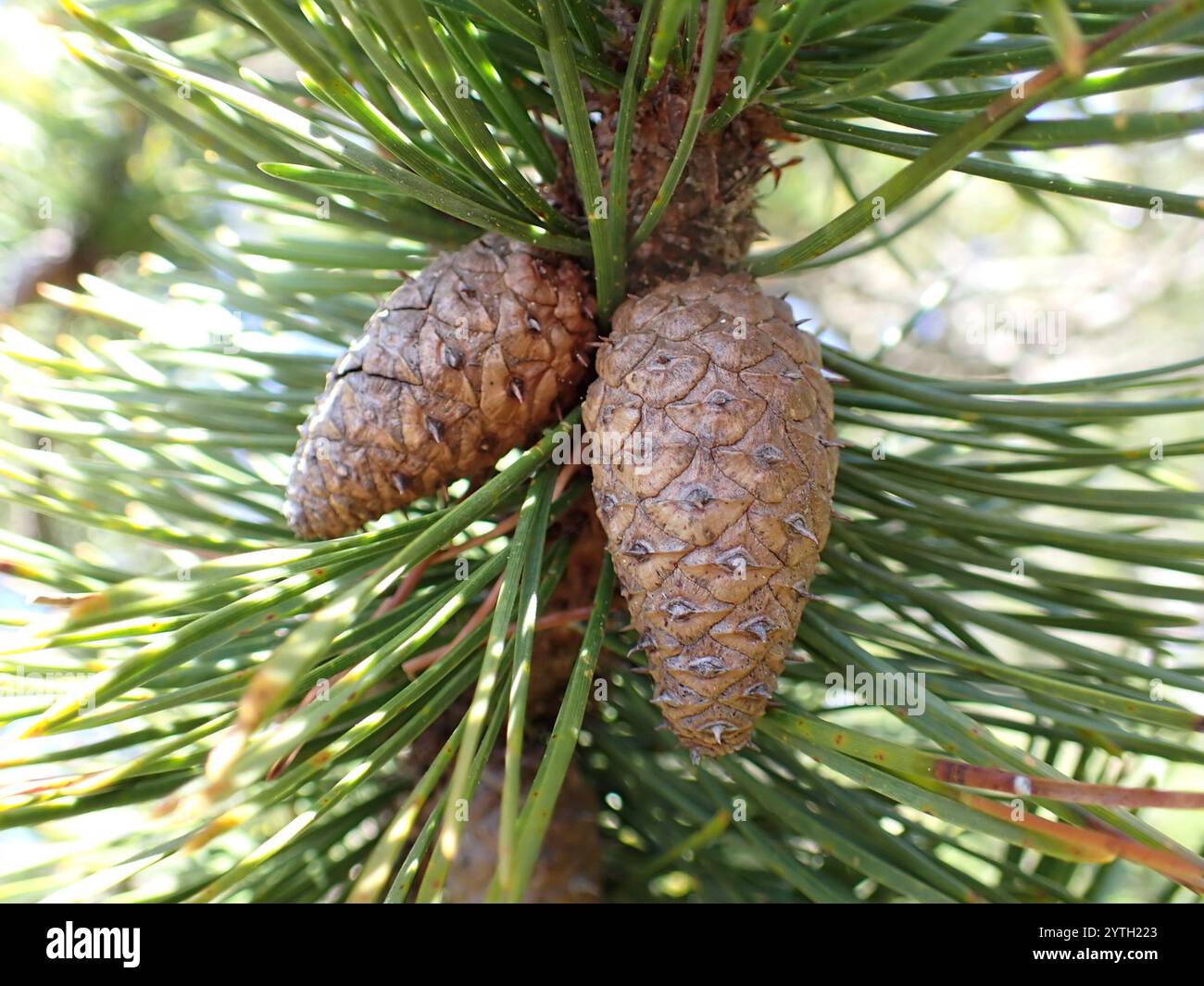 Shore Pine (Pinus contorta contorta Stock Photo - Alamy