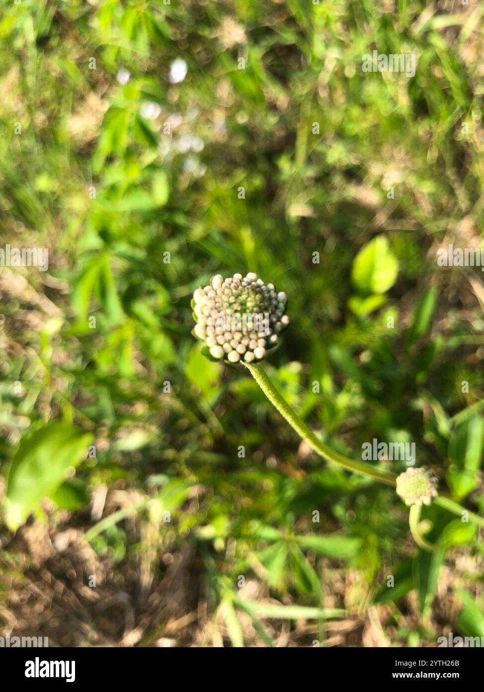 Piedmont Barbara's-buttons (Marshallia obovata Stock Photo - Alamy