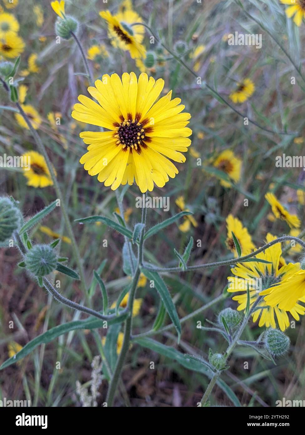 Common Madia (Madia elegans Stock Photo - Alamy