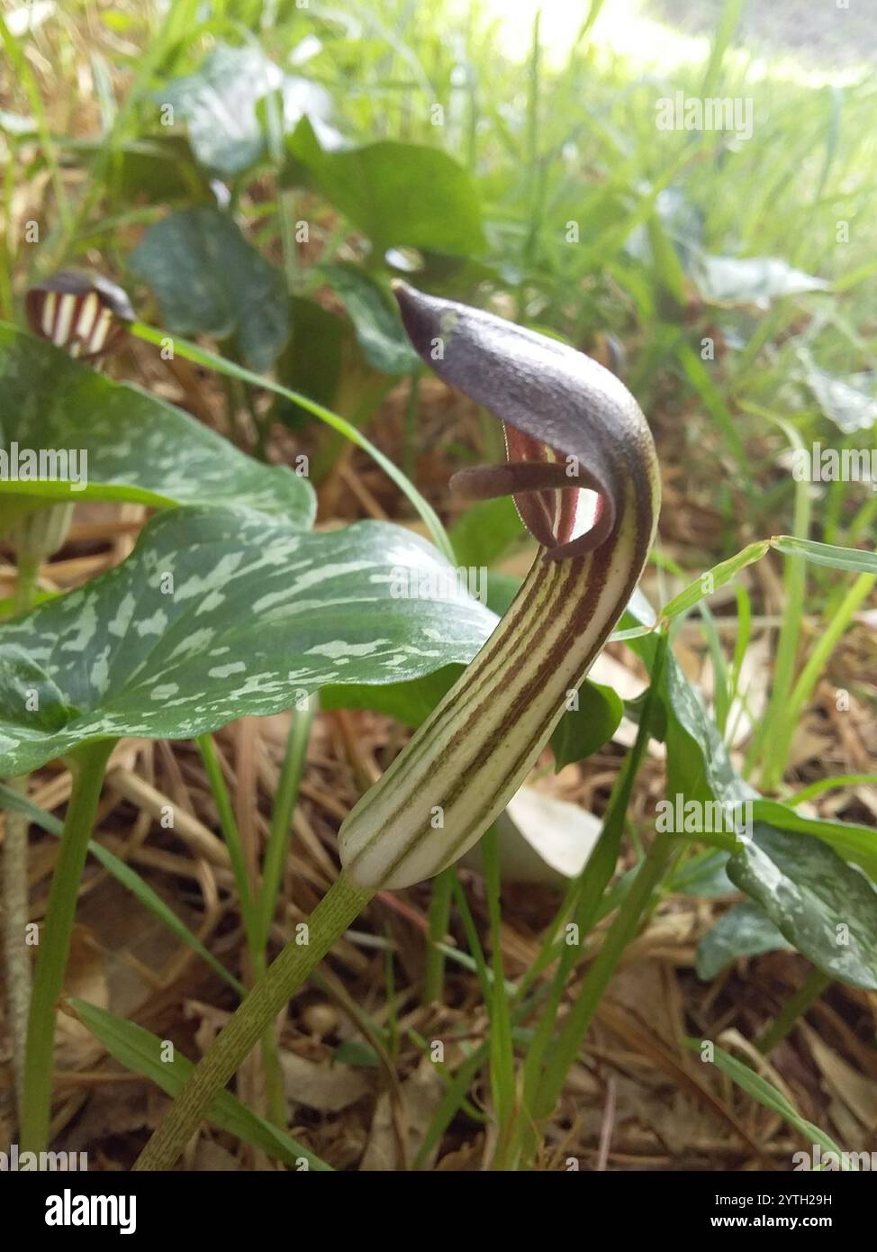Friar's-cowl (Arisarum vulgare Stock Photo - Alamy