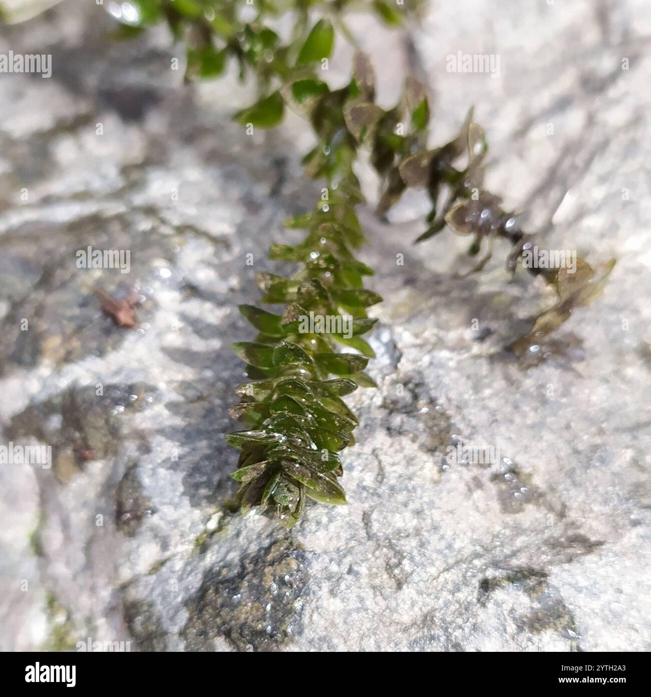 Canadian waterweed elodea canadensis hi-res stock photography and ...