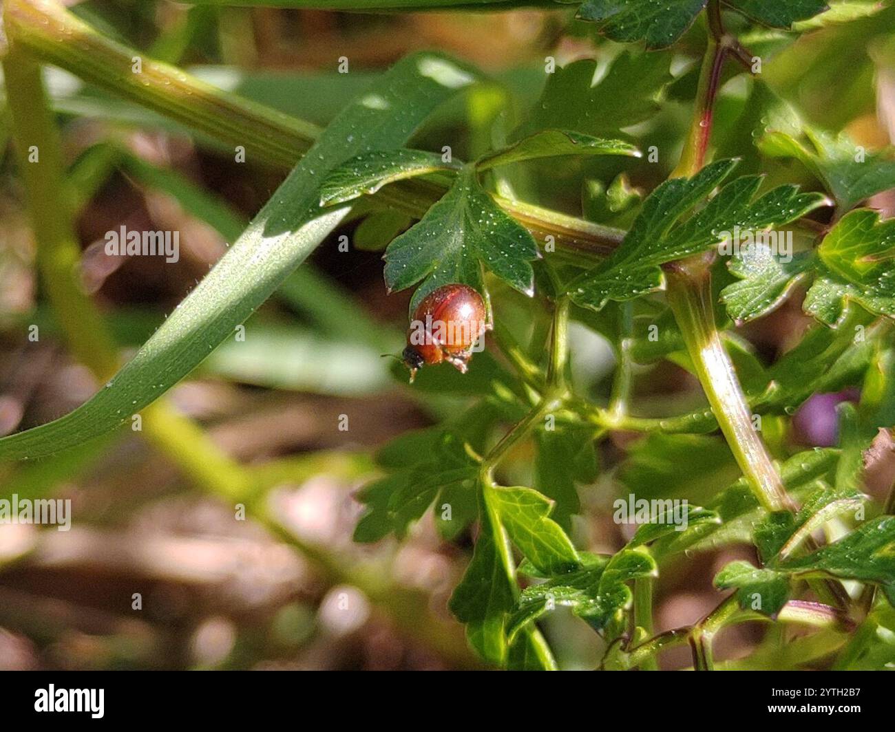 Cynegetis impunctata hi-res stock photography and images - Alamy