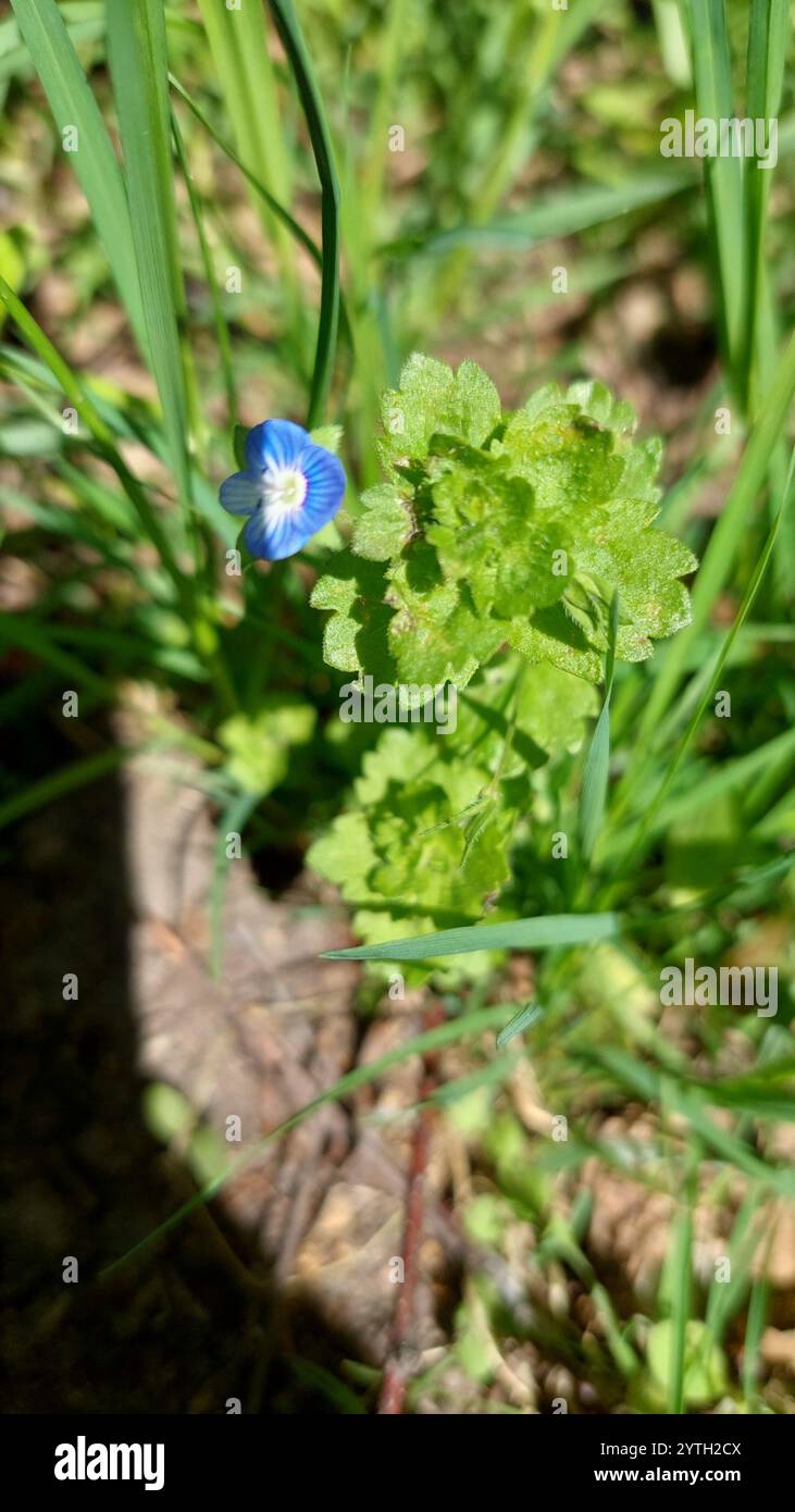 bird's-eye speedwell (Veronica persica Stock Photo - Alamy