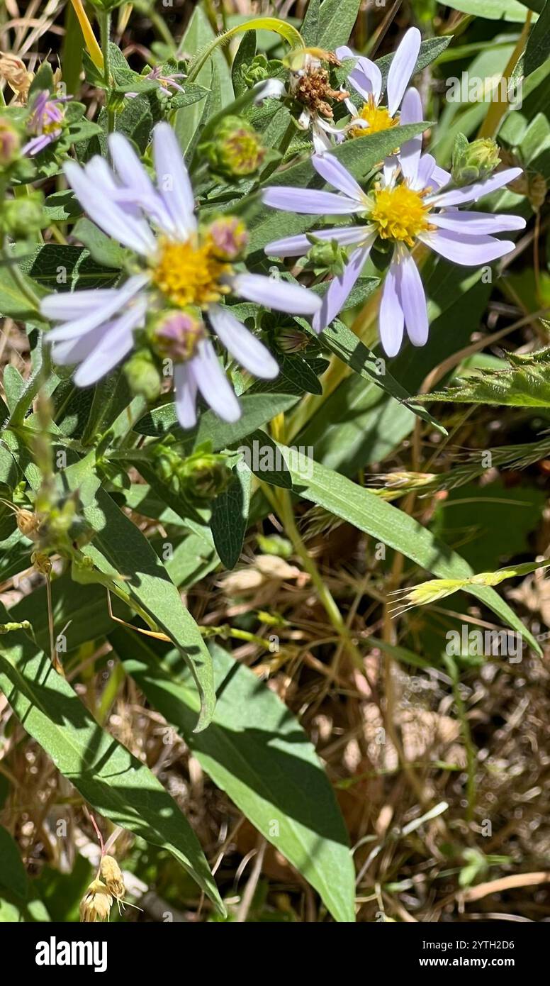 Pacific Aster (Symphyotrichum chilense Stock Photo - Alamy