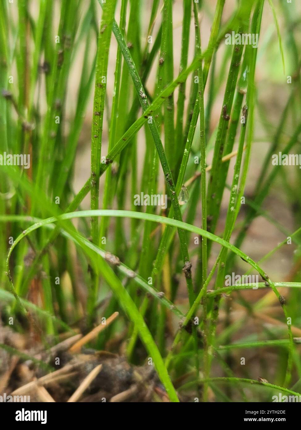 Baldwin's Flatsedge (Cyperus croceus Stock Photo - Alamy