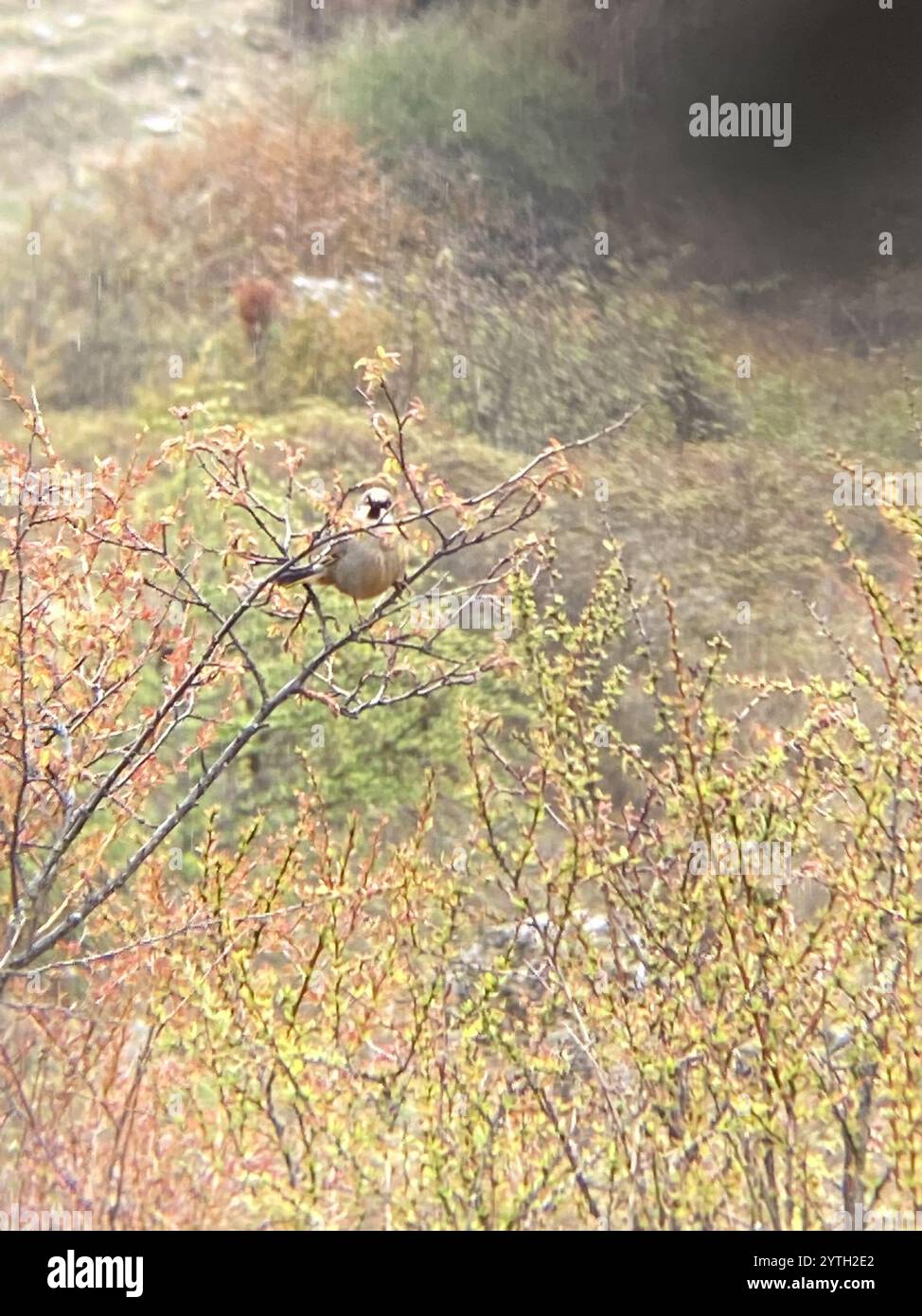 Variegated Laughingthrush (Trochalopteron variegatum Stock Photo - Alamy