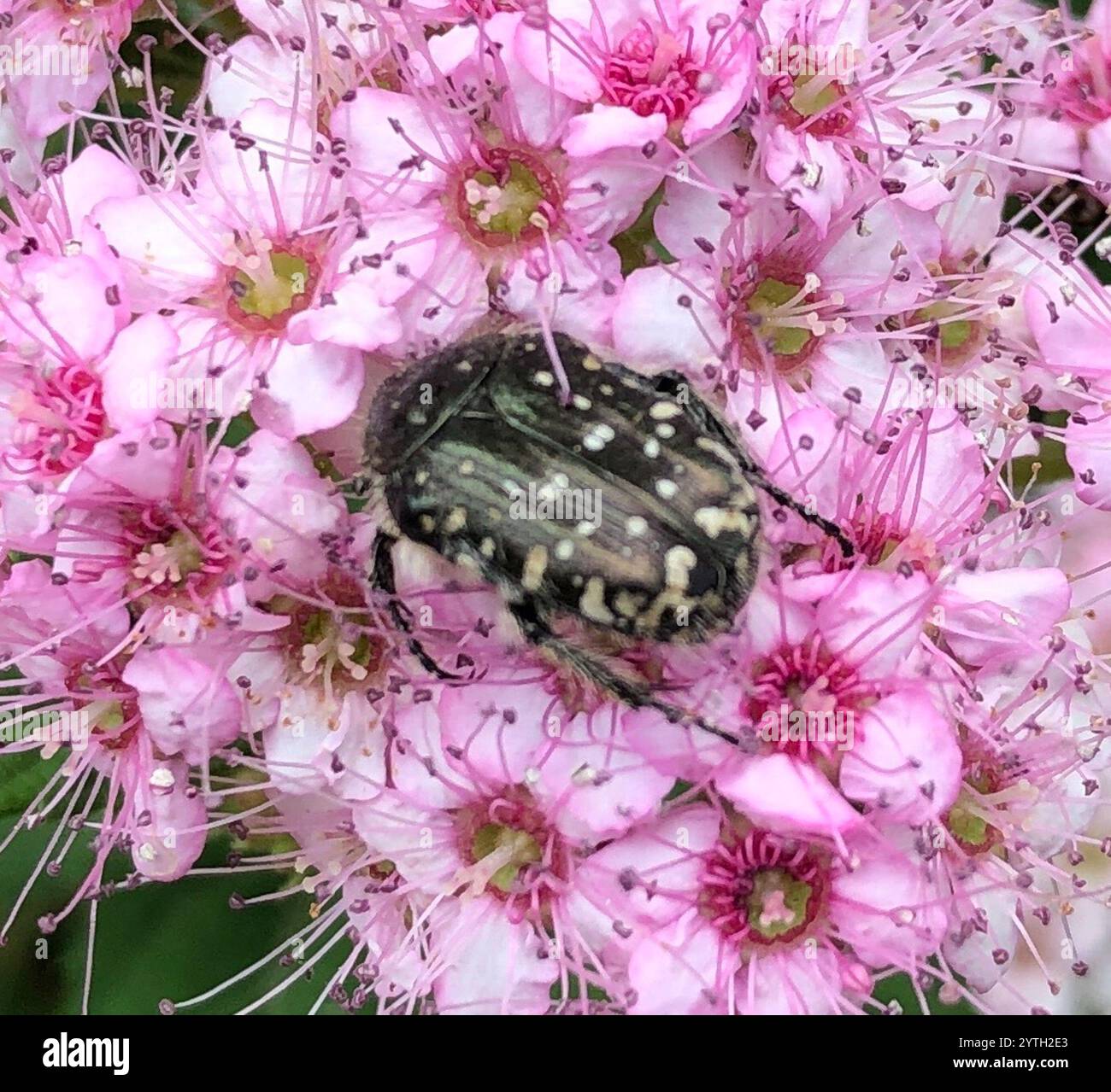 Mediterranean Spotted Chafer (Oxythyrea funesta Stock Photo - Alamy