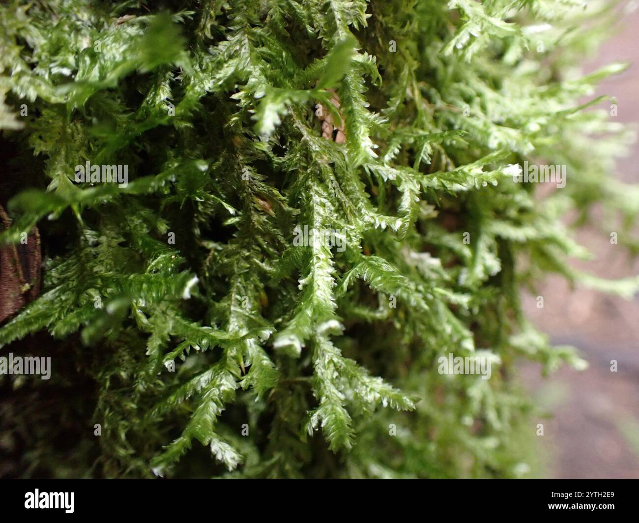 Neckera pennata hi-res stock photography and images - Alamy