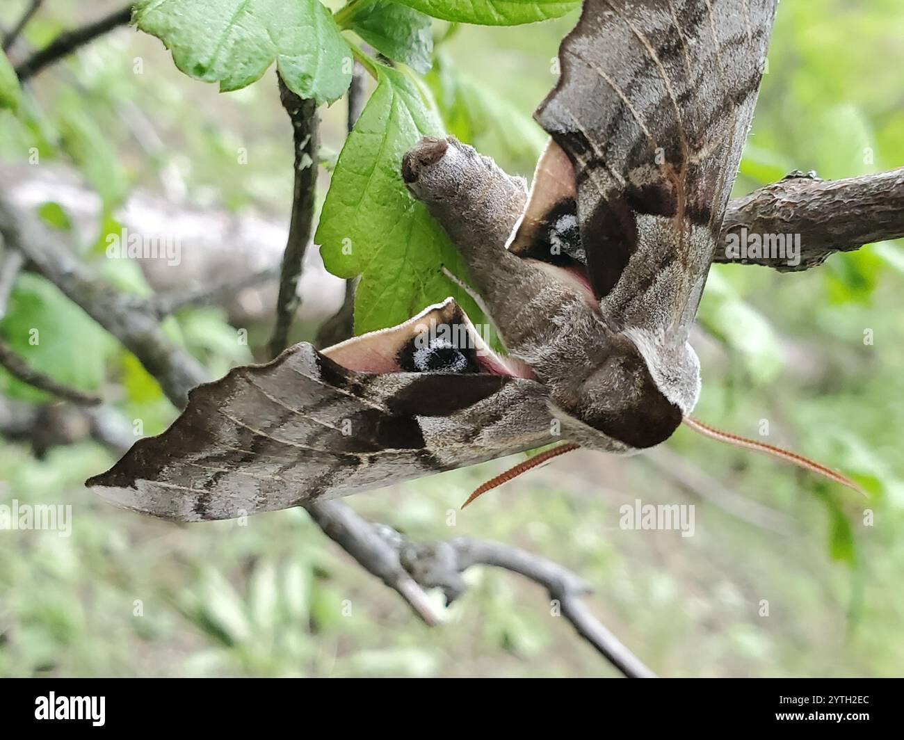Western Eyed Sphinx (Smerinthus ophthalmica Stock Photo - Alamy