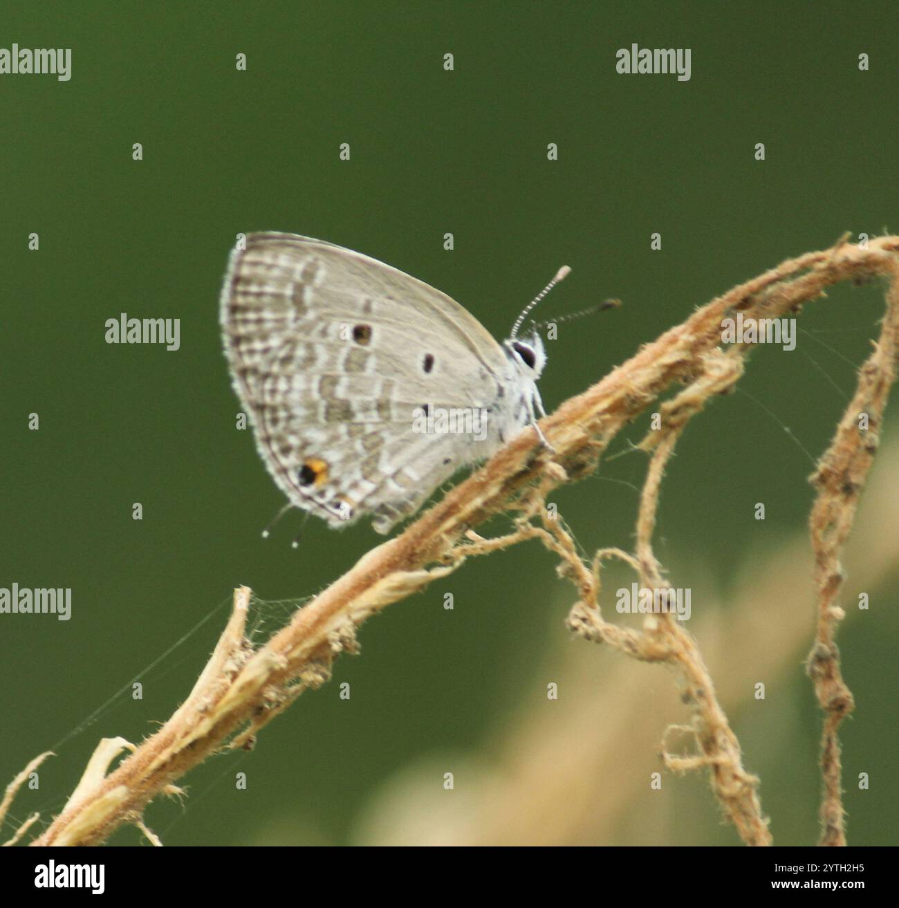 Luthrodes pandava hi-res stock photography and images - Alamy