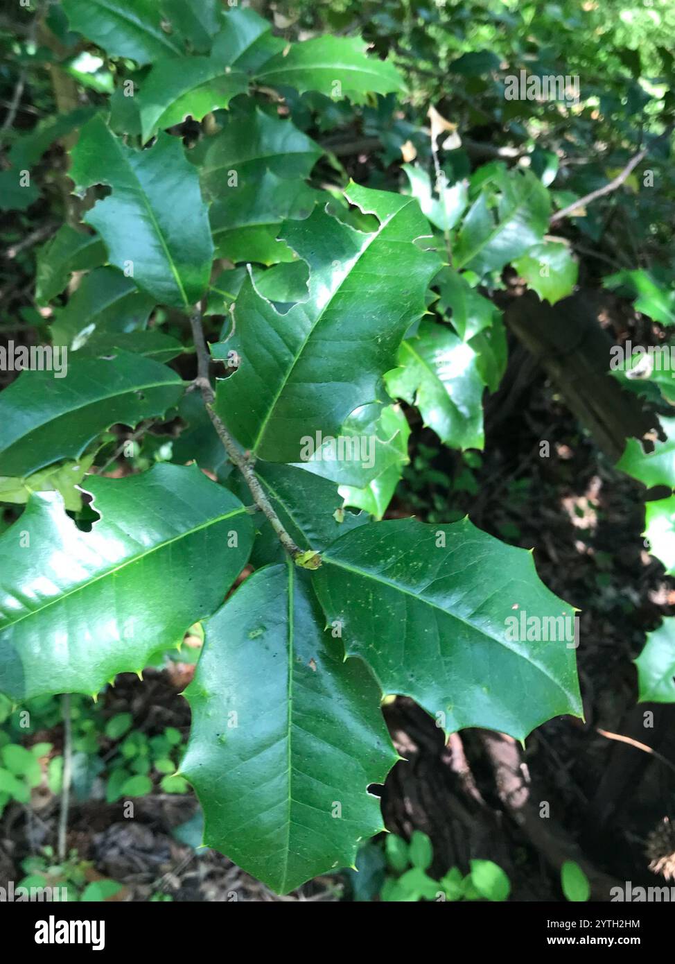 American holly (Ilex opaca Stock Photo - Alamy