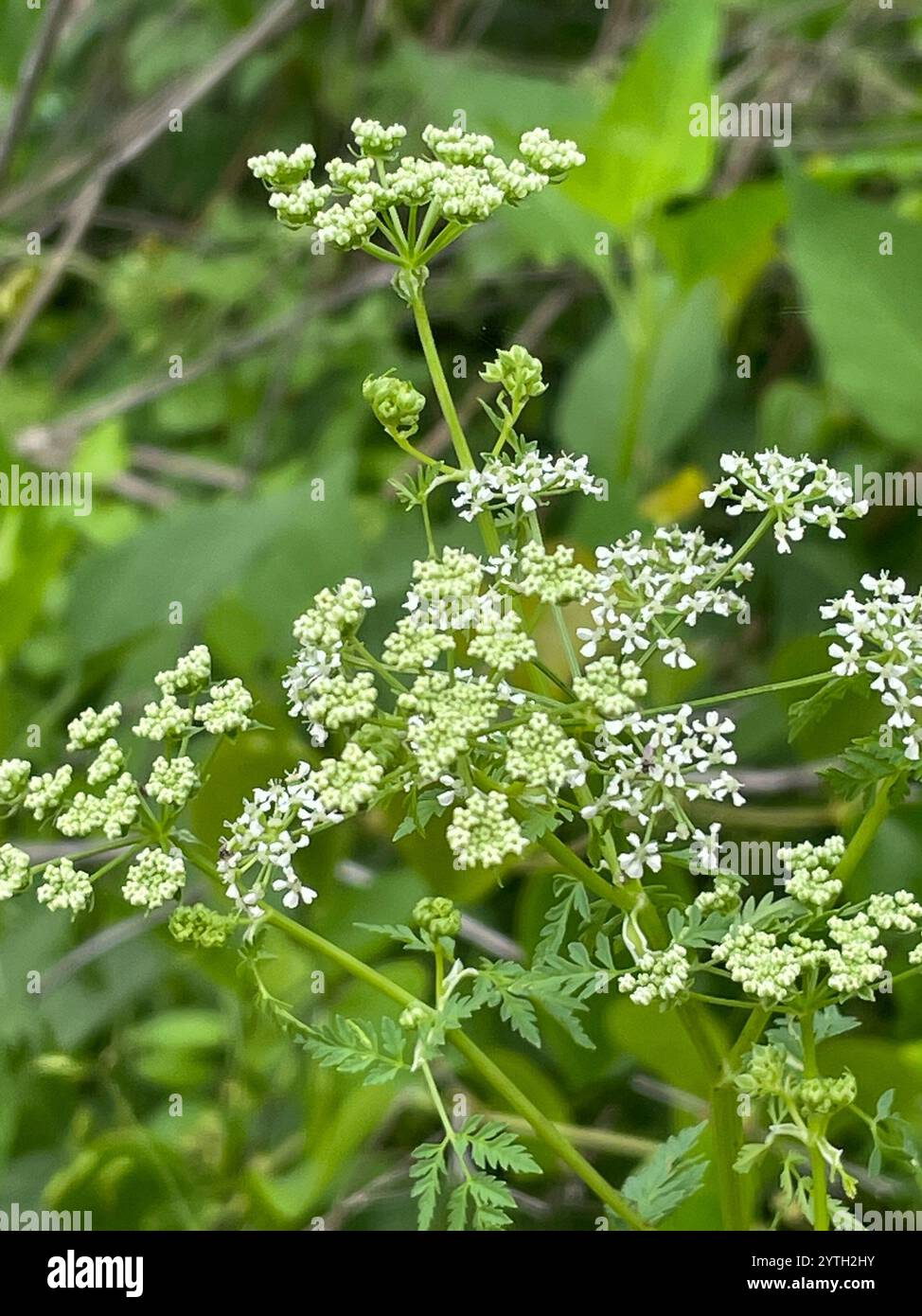poison hemlock (Conium maculatum Stock Photo - Alamy