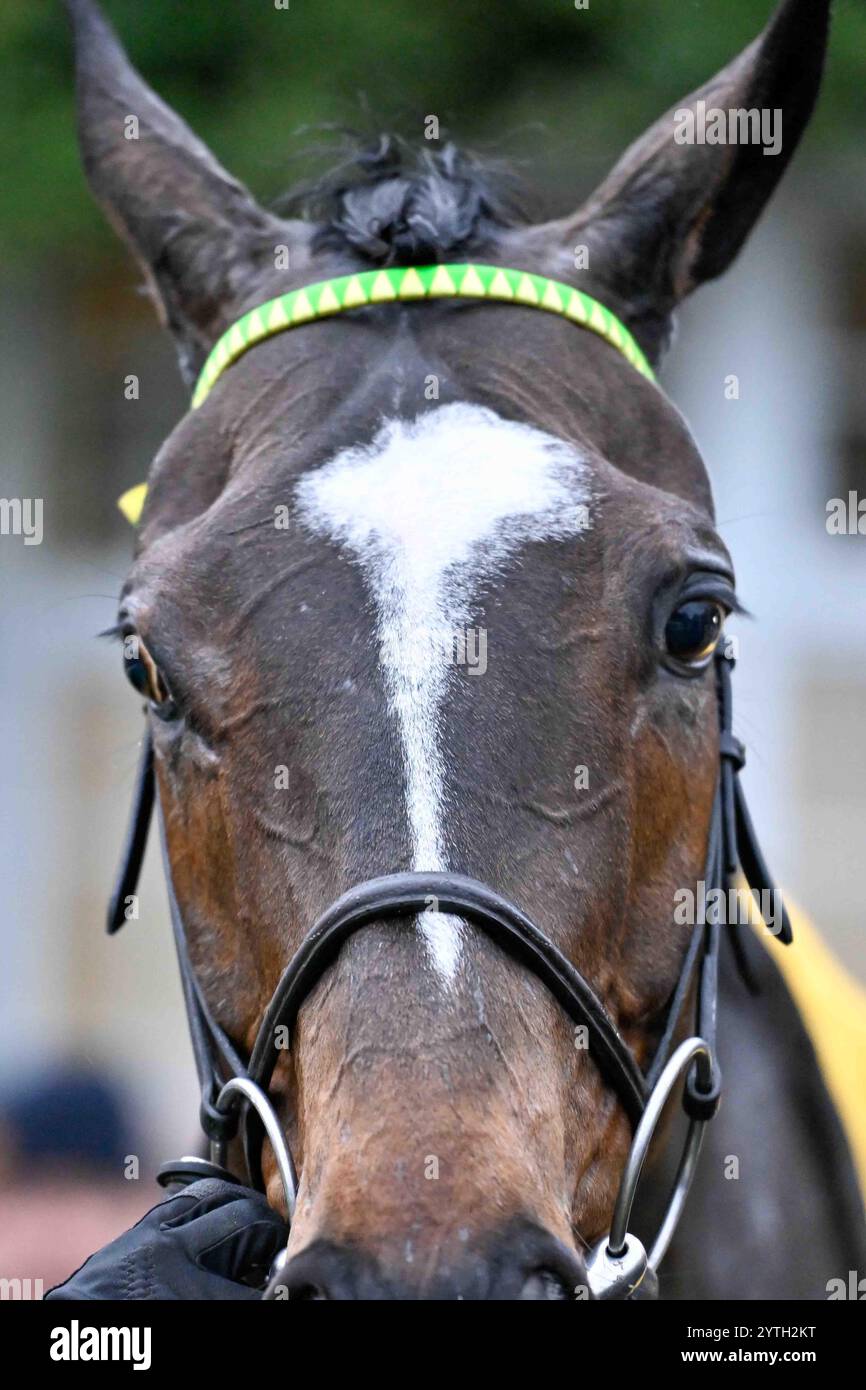 2024 betfair chase hi-res stock photography and images - Alamy