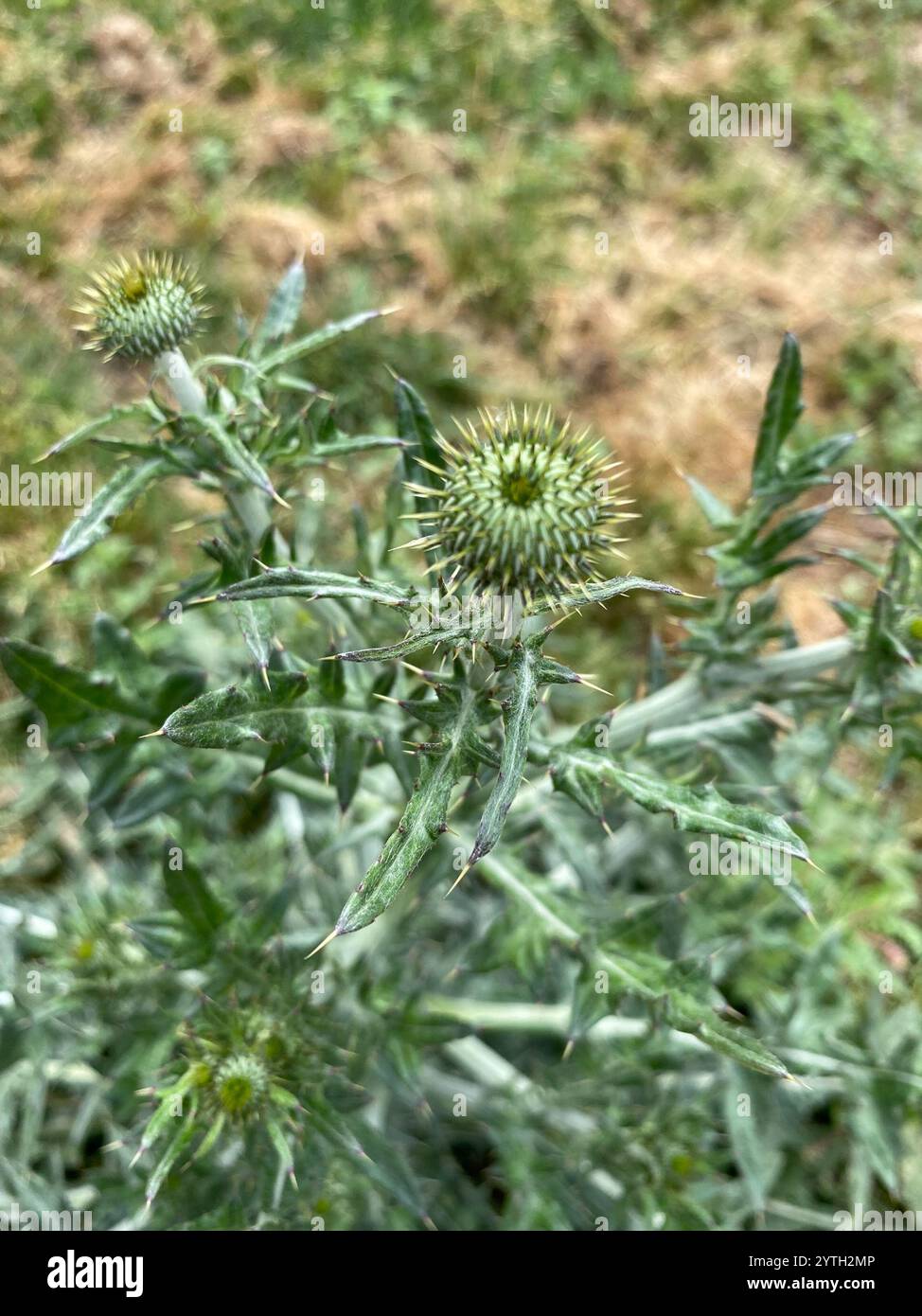 Texas Thistle (Cirsium texanum Stock Photo - Alamy