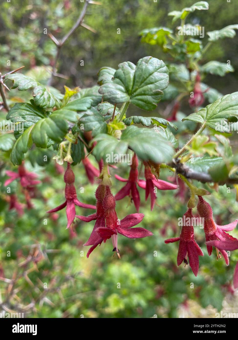 gummy gooseberry (Ribes lobbii Stock Photo - Alamy