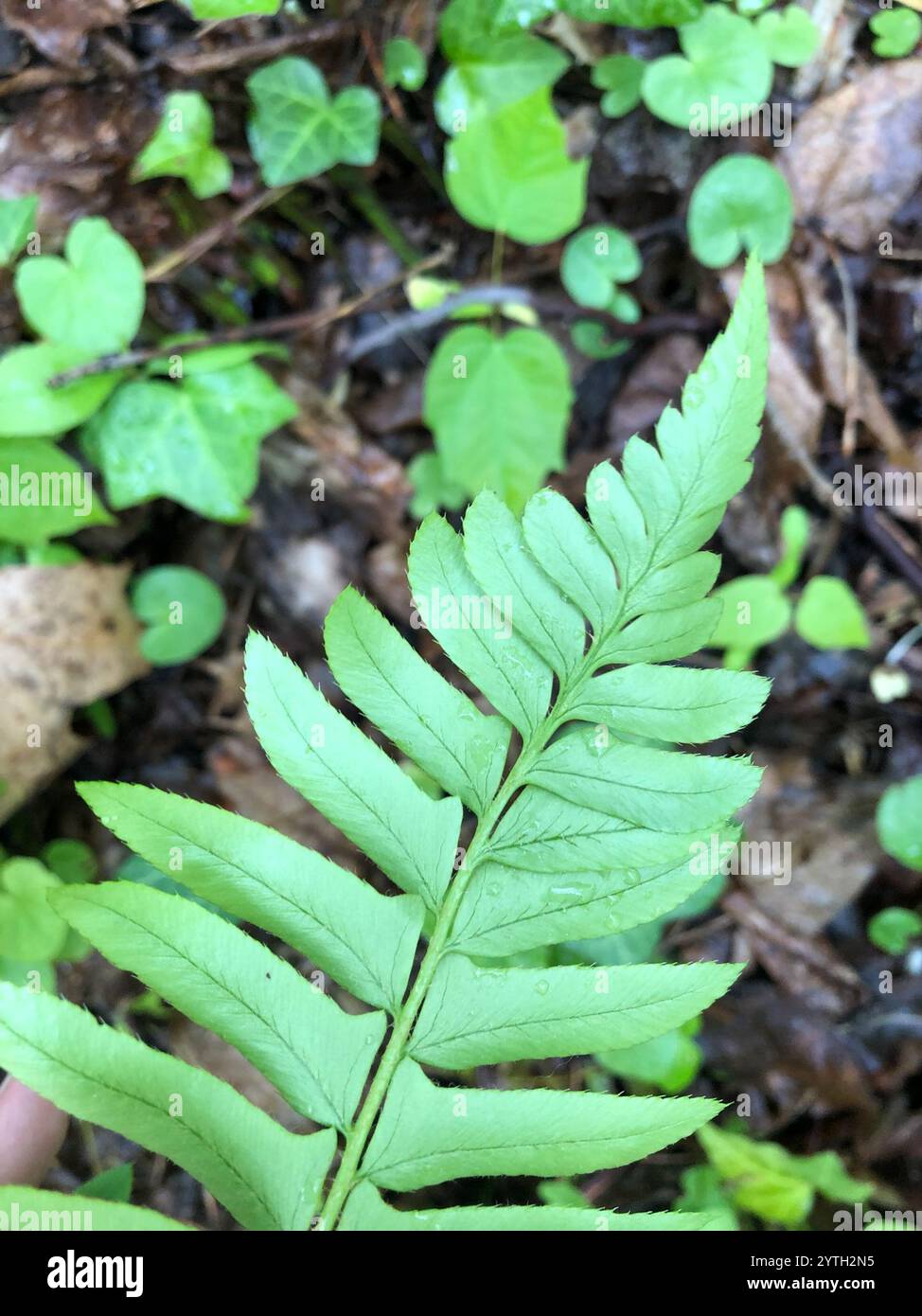 Christmas fern (Polystichum acrostichoides Stock Photo - Alamy