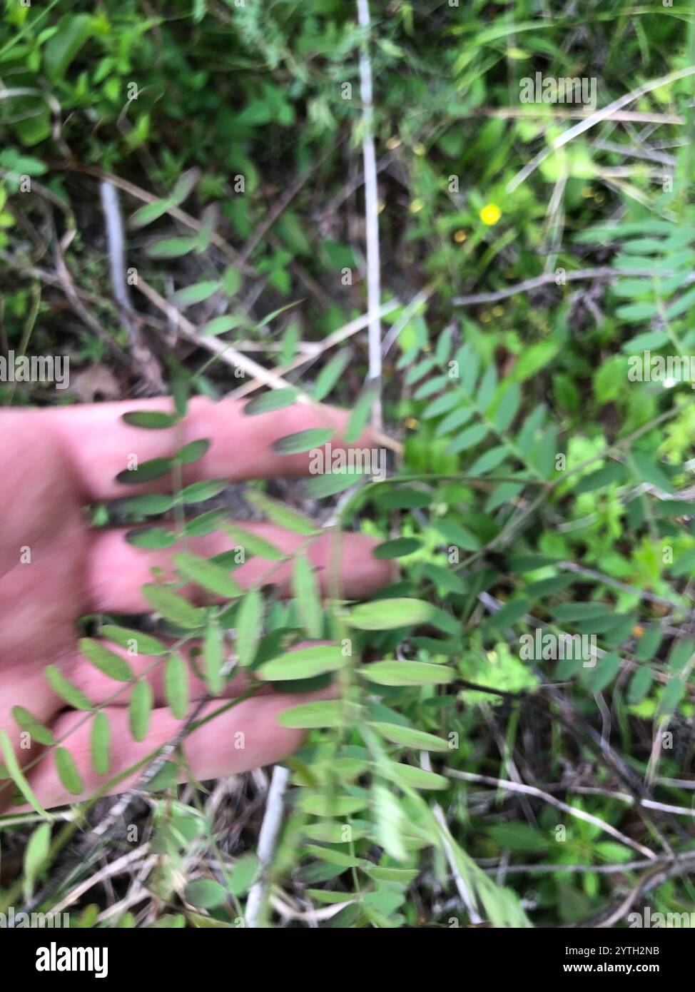Carolina Vetch (Vicia caroliniana Stock Photo - Alamy