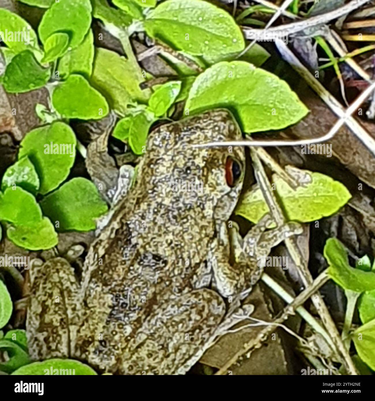 Northern Laughing Tree Frog (Litoria rothii Stock Photo - Alamy