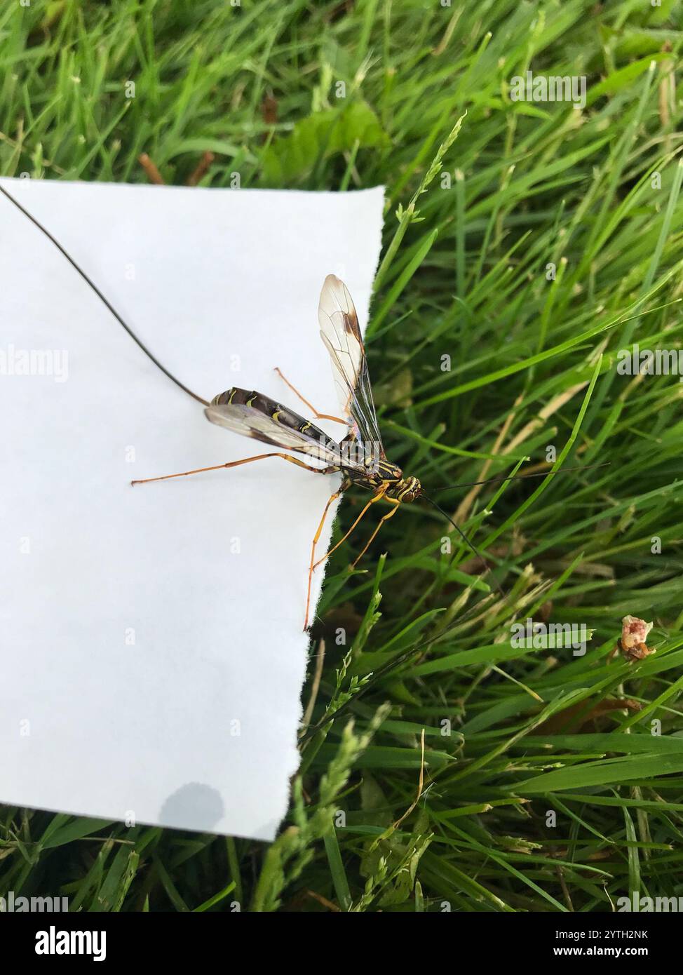 Long-tailed Giant Ichneumonid Wasp (Megarhyssa macrurus macrurus Stock ...