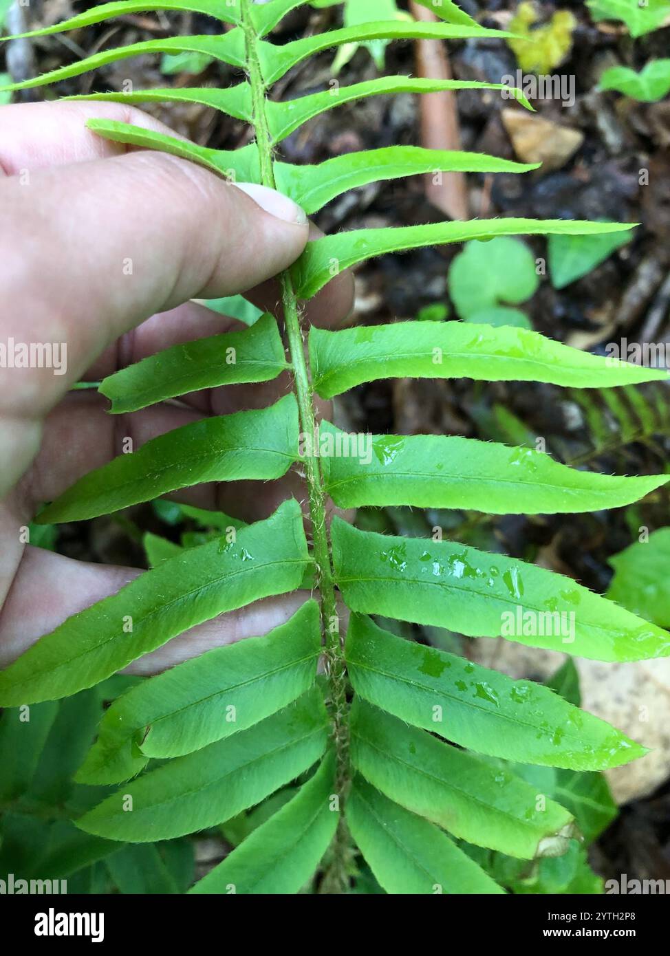 Christmas fern (Polystichum acrostichoides Stock Photo - Alamy