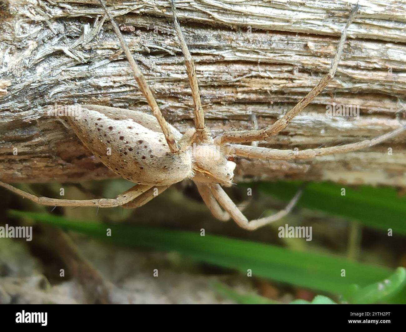 European Nursery Web spider (Pisaura mirabilis Stock Photo - Alamy