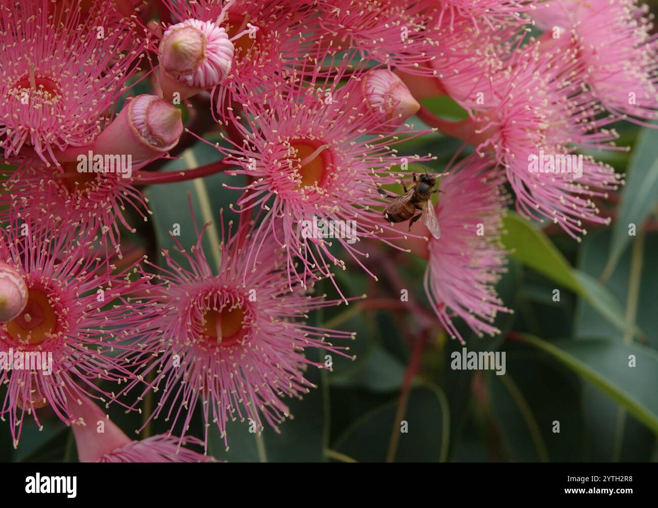 Red-flowering gum (Corymbia ficifolia Stock Photo - Alamy