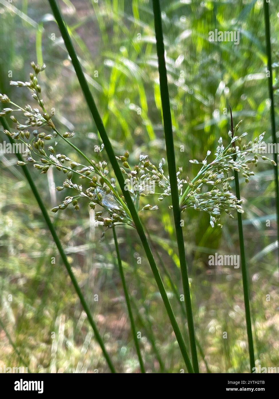 Soft Rush (Juncus effusus Stock Photo - Alamy