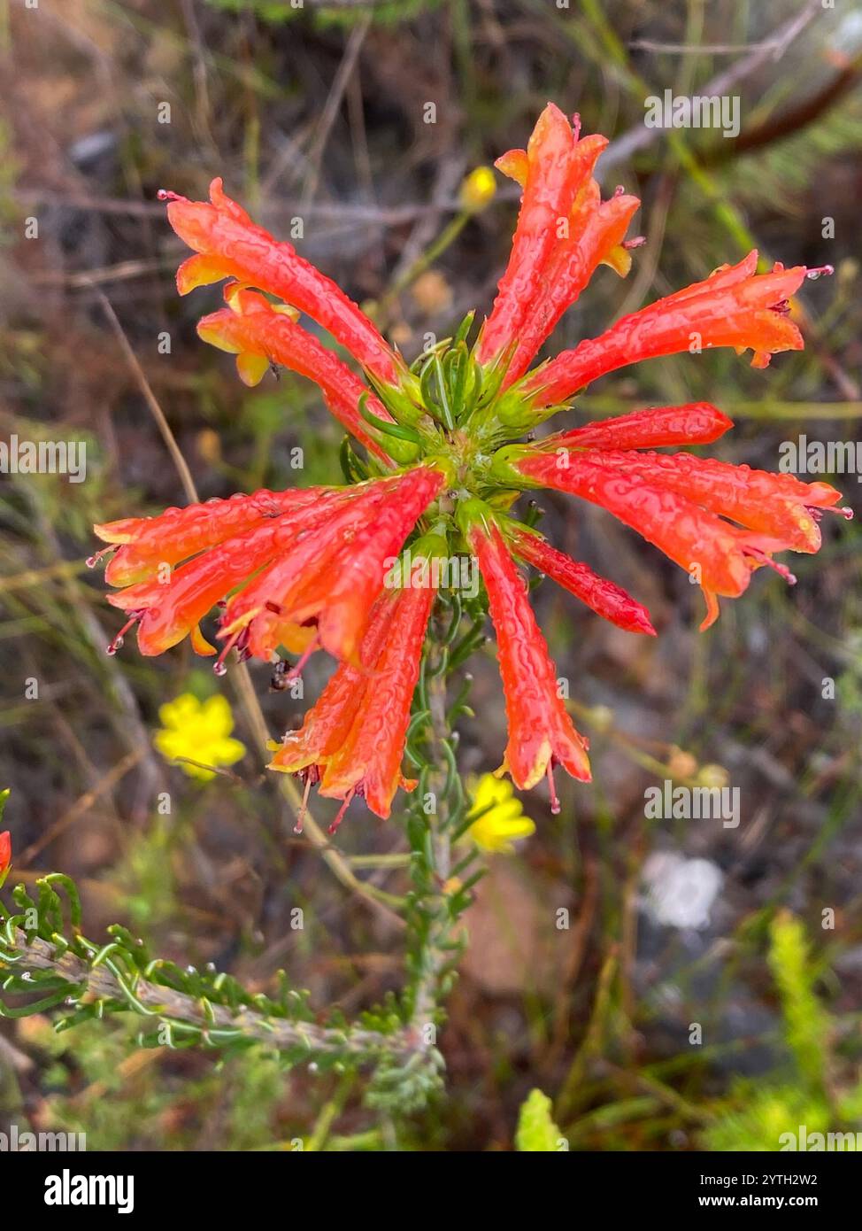 Grand Heath (Erica grandiflora Stock Photo - Alamy