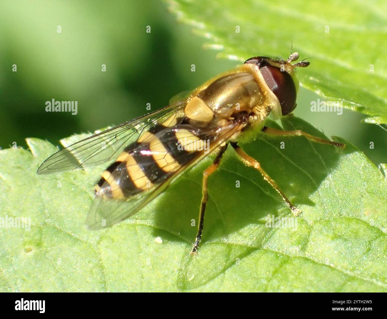 Common Flower Flies (Syrphus Stock Photo - Alamy