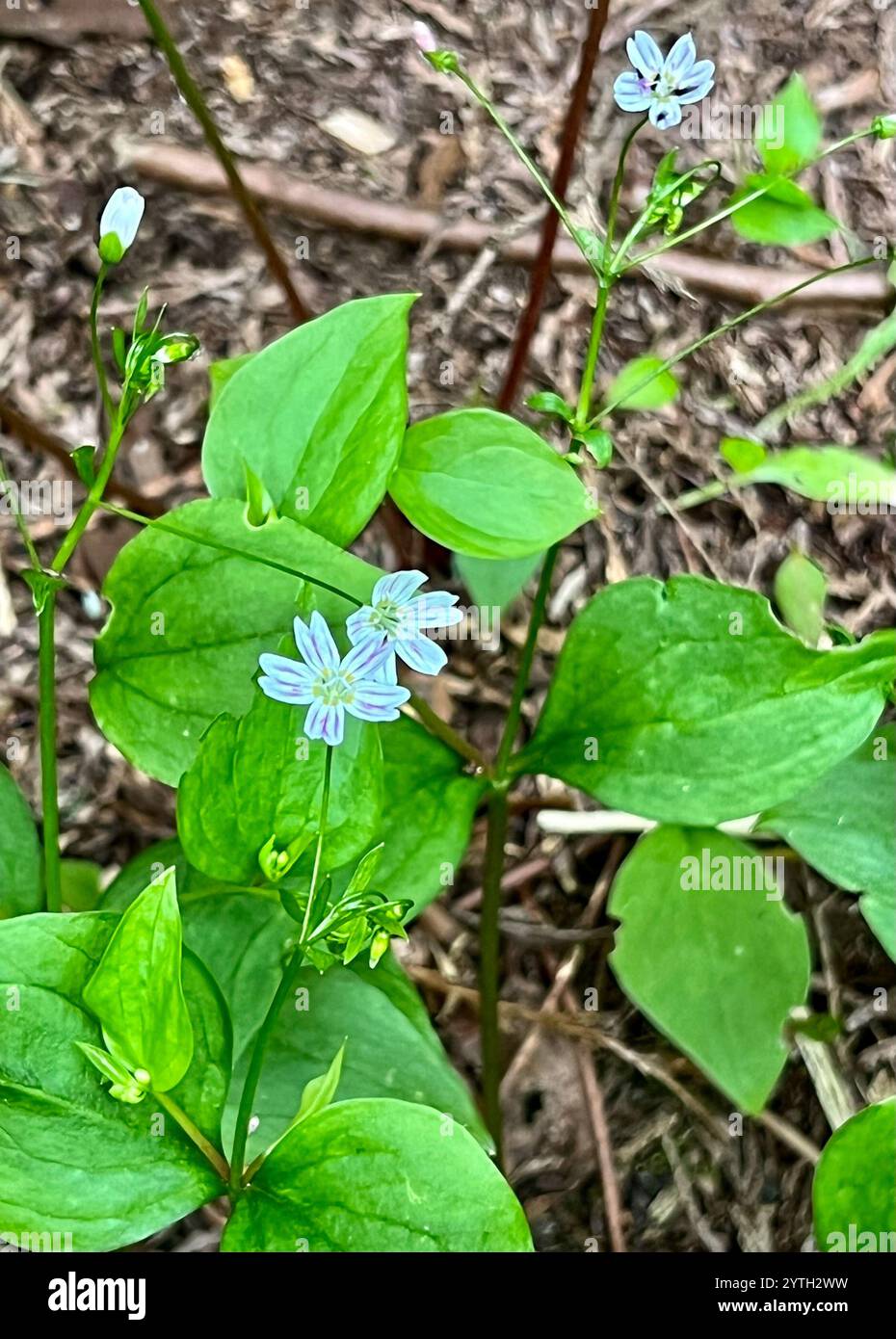 Candy Flower (Claytonia sibirica Stock Photo - Alamy