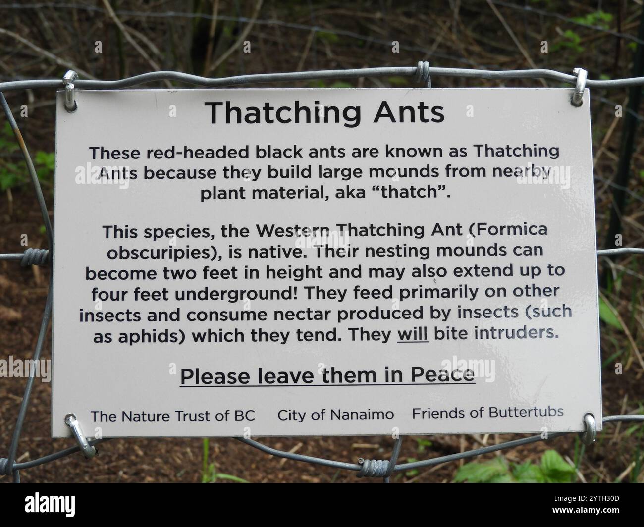 Western Thatching Ant (Formica obscuripes Stock Photo - Alamy