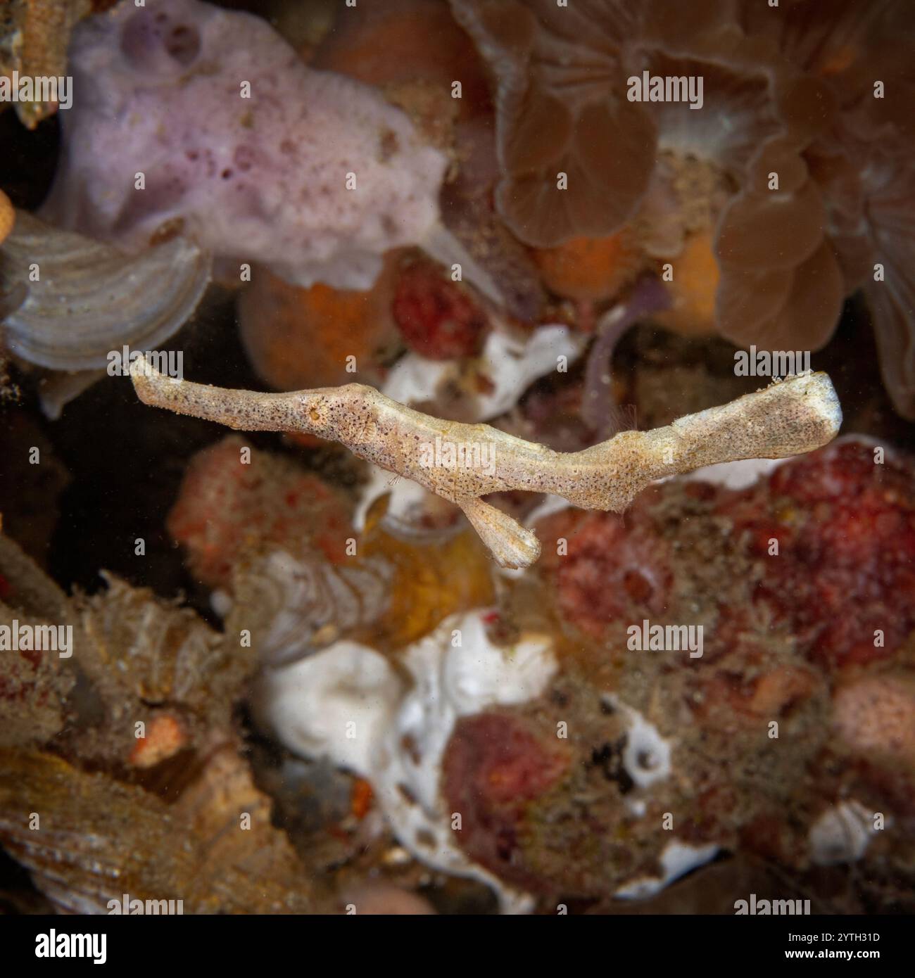 White velvet ghost pipefish hi-res stock photography and images - Alamy