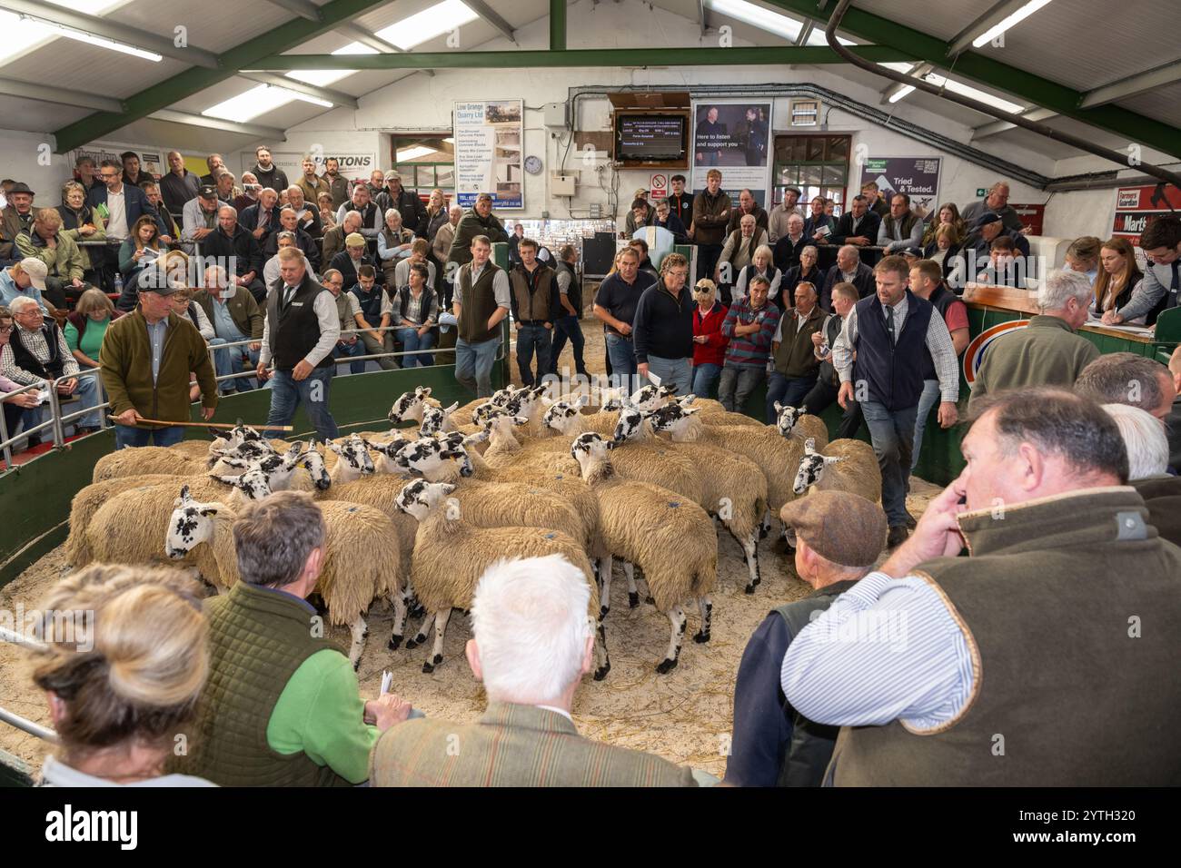 Sale of North of England mule gimmer lambs at Hawes, North Yorkshire ...