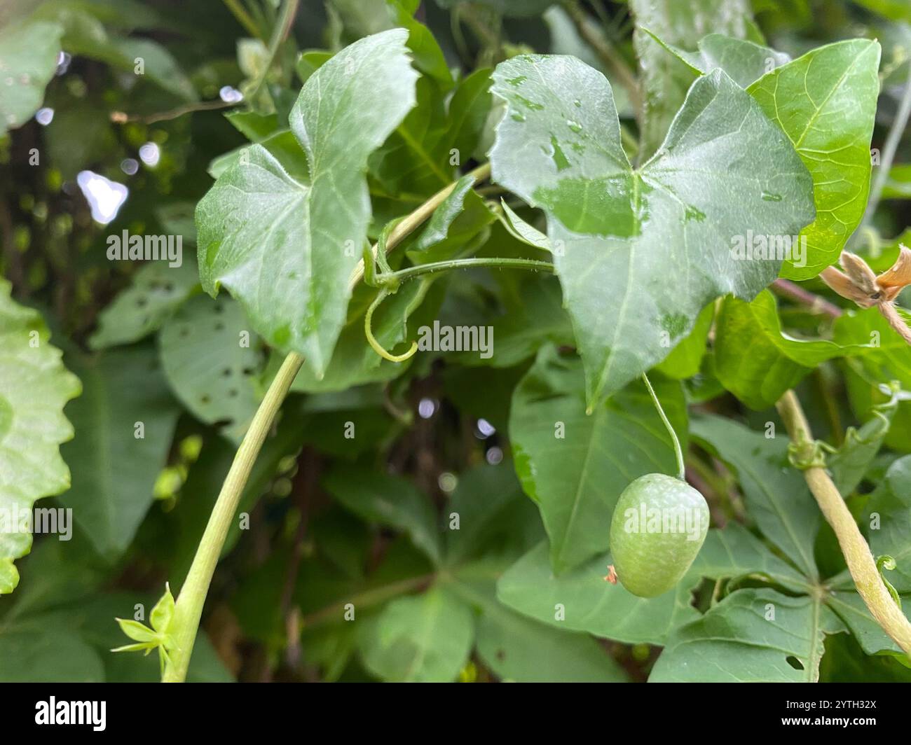 creeping cucumber (Melothria pendula Stock Photo - Alamy