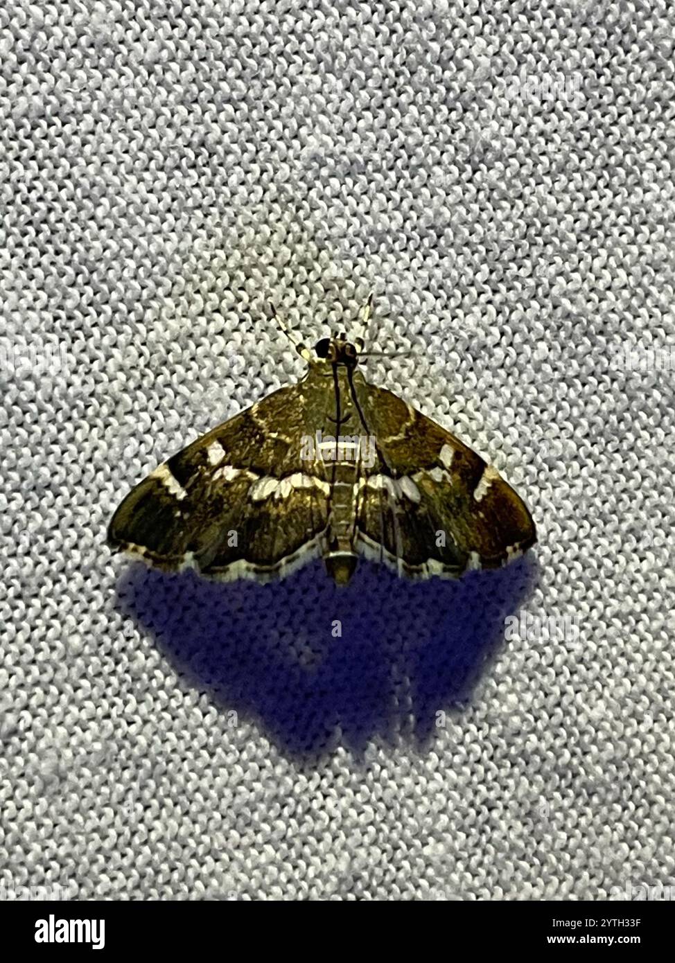 Spotted Beet Webworm Moth (Hymenia perspectalis Stock Photo - Alamy