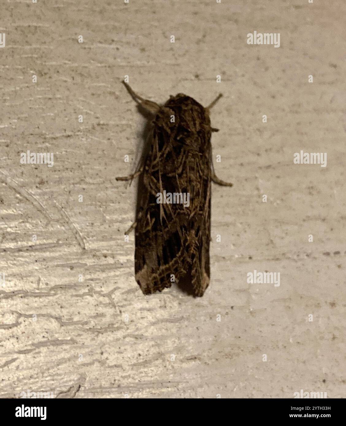 Oriental leafworm moth (Spodoptera litura Stock Photo - Alamy