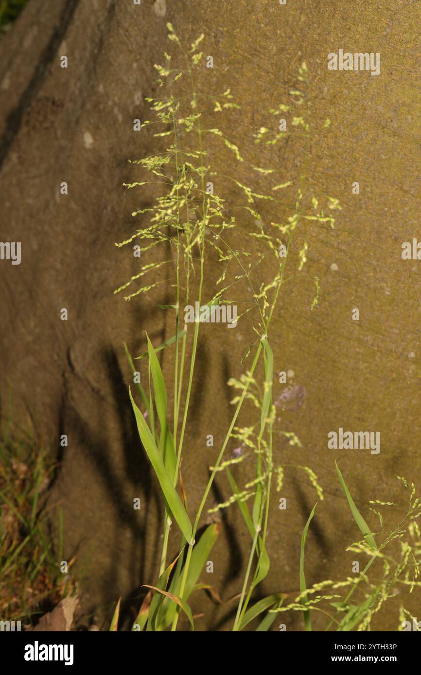 Wood Millet (Milium effusum Stock Photo - Alamy